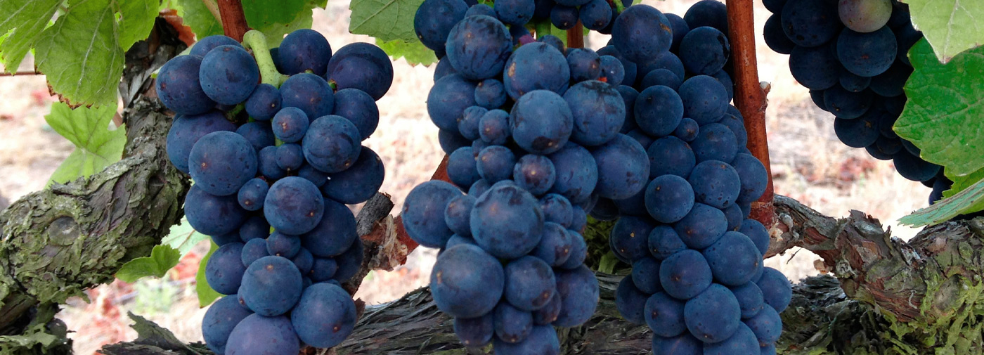 Bravium Vineyards - Bravium Wines